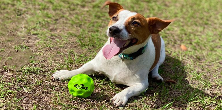 Wuff Ball Reviews | Dogs Go Wuff | Official Website